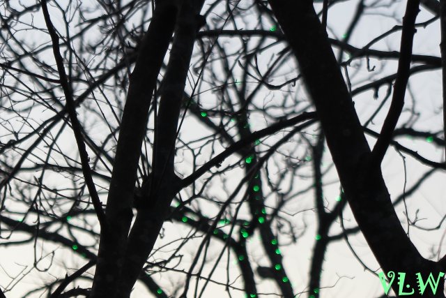 Life is Difficult (a poem by Virginia : ) | Roses in the Rubble